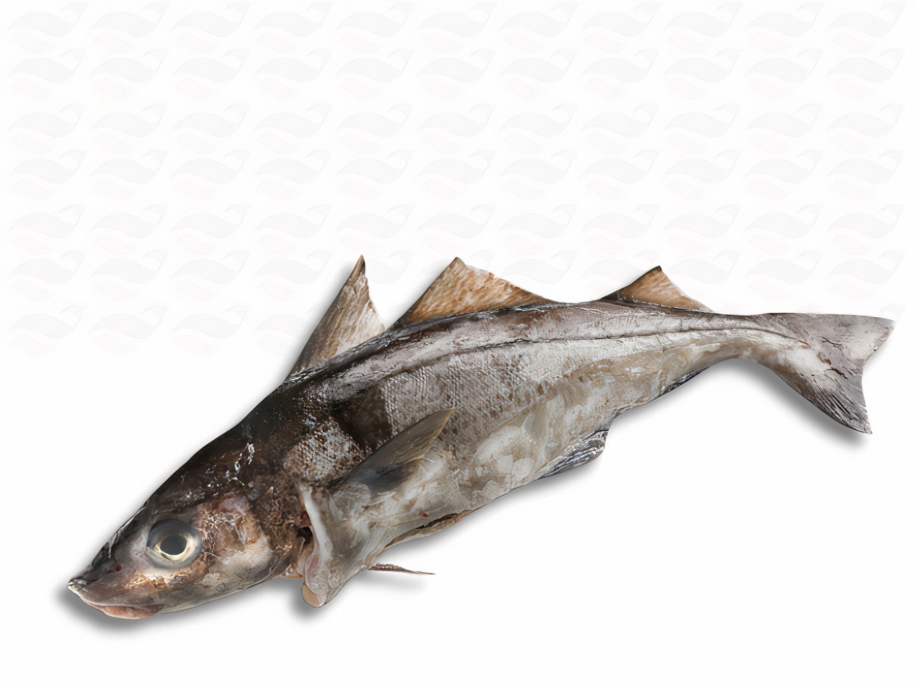 Schelvis – Noordzee Versevis