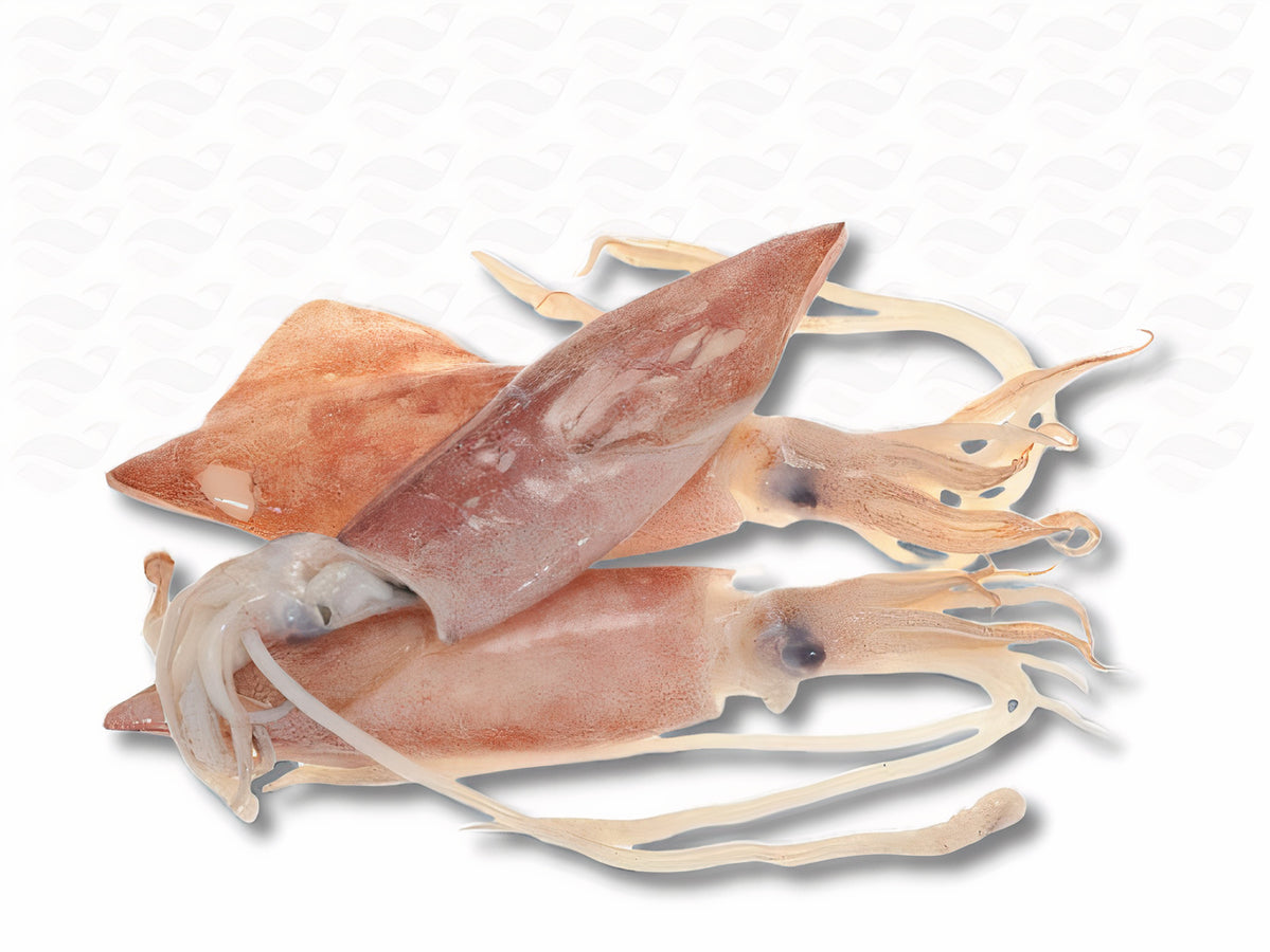 Superaanbieding Verse Inktvis €9,95 per Kilo — Noordzee Versevis