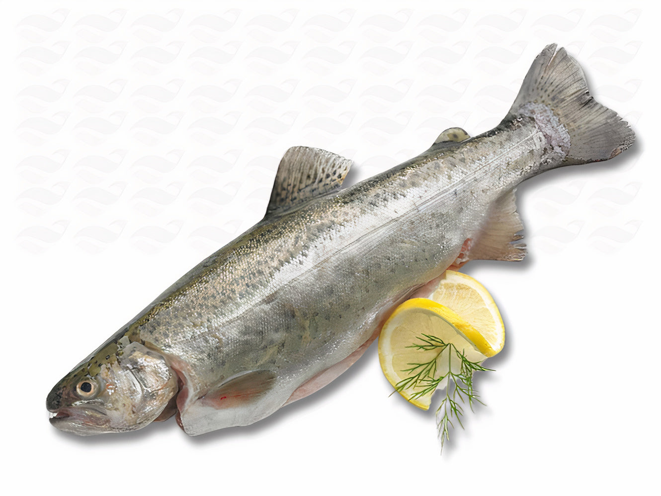 Forel – Noordzee Versevis