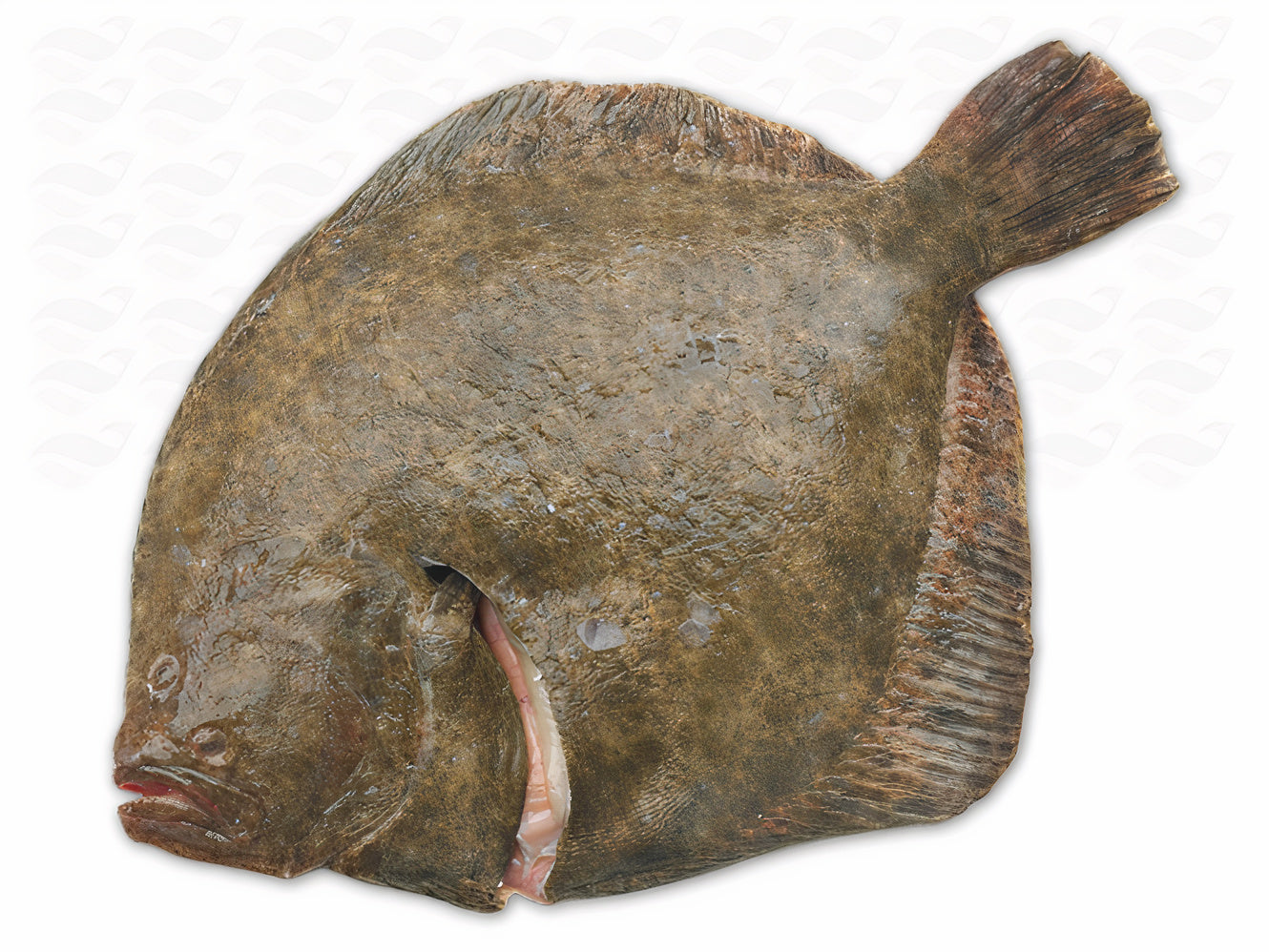 Tarbot – Noordzee Versevis